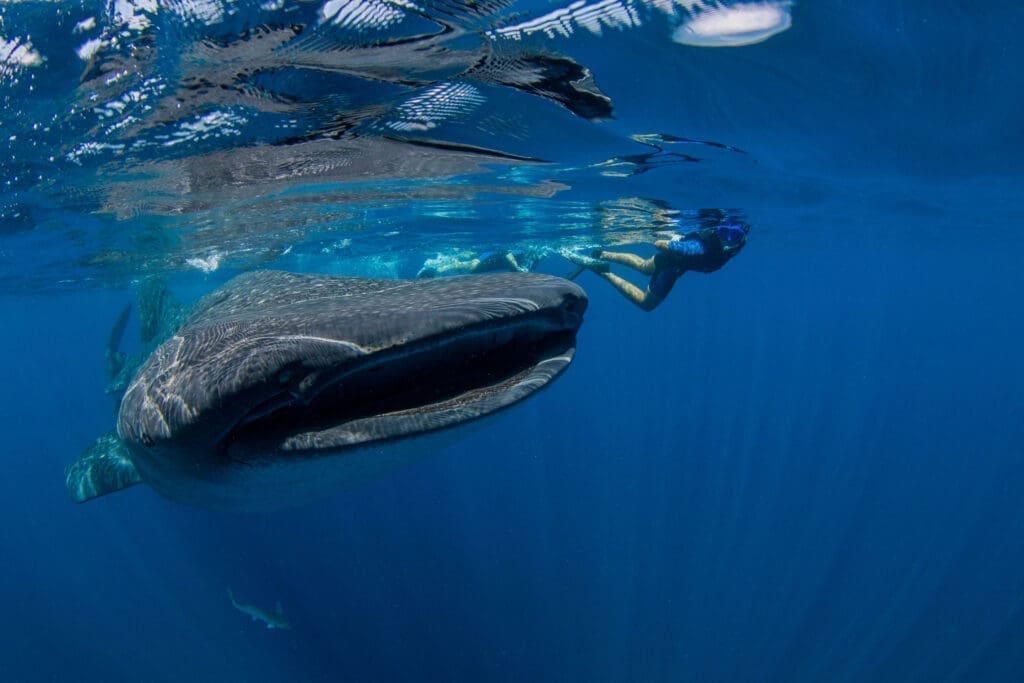 TIBURÓN BALLENA - Blue Caribe Tours